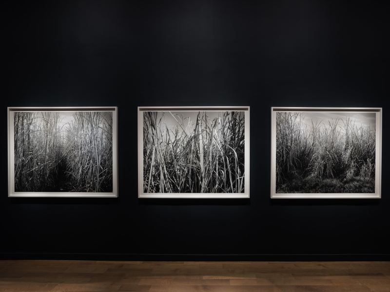 Dawoud Bey: Elegy - Panorama